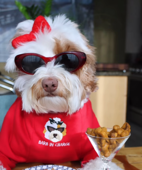 Pumpkin Bones – Soft Baked Dog Treats - pickup or delivery – Must be Ruff